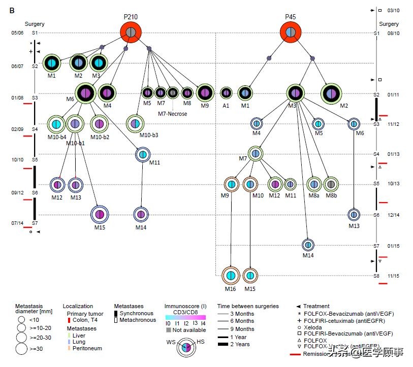 Revealing the evolutionary history of metastatic cancer under immune ...