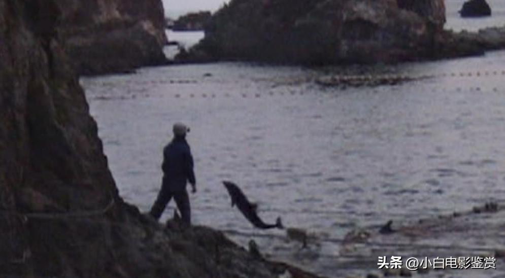 "Dolphin Bay": A Shocking Journey to Awaken Human Conscience - iMedia