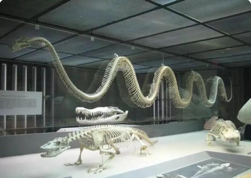How big is the largest snake in the world?Does Qinling really have a ...