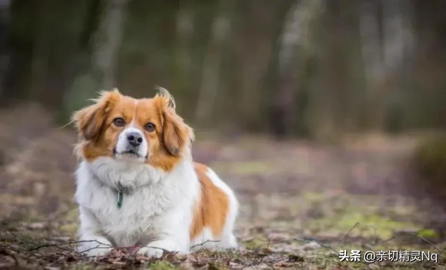 Why do dogs lock back to back after mating?Isn't this very dangerous ...