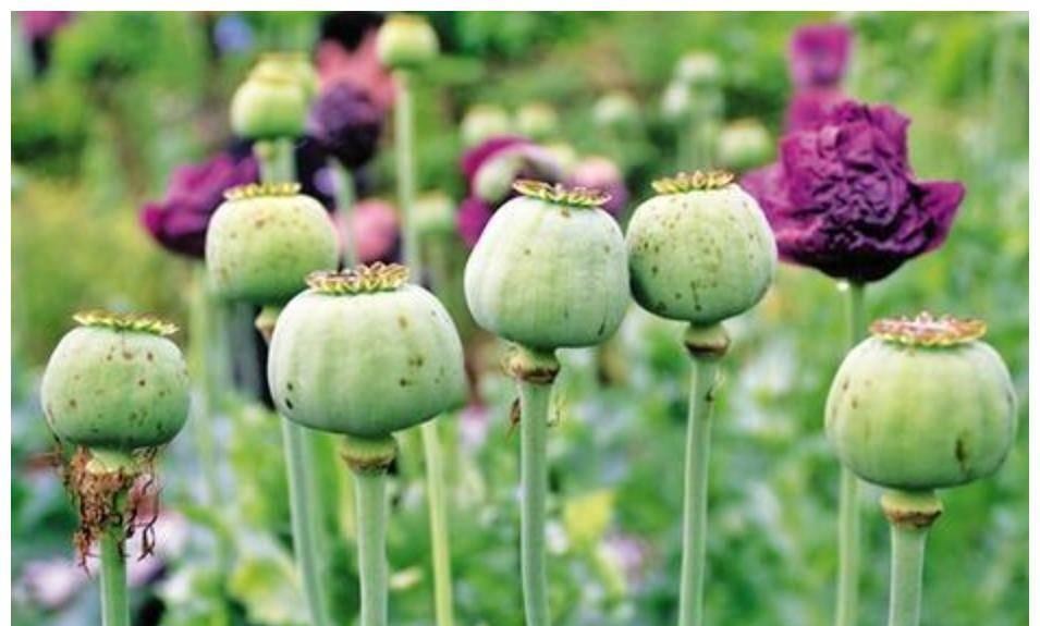 The remnants of the Kuomintang army who fled to the "Golden Triangle ...