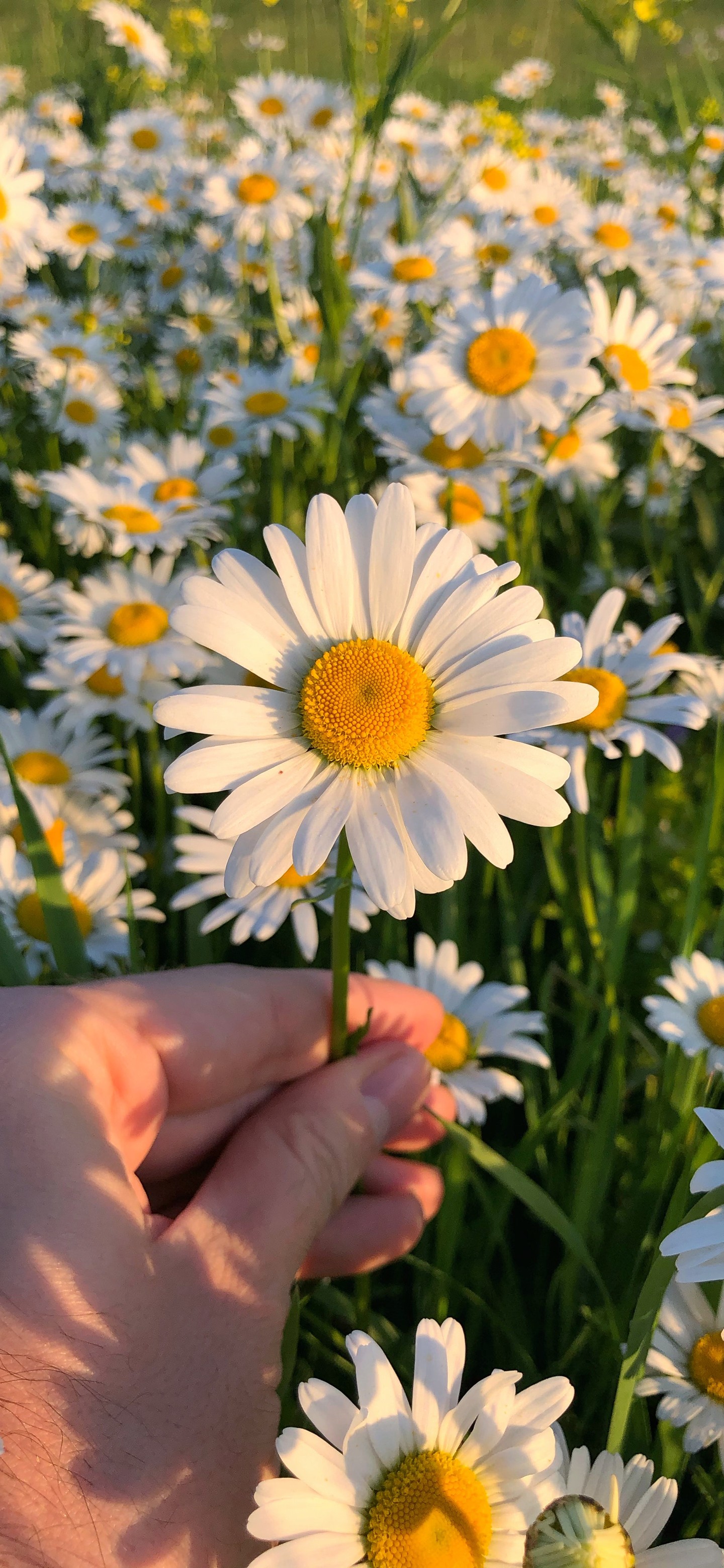 Colorful flower photography wallpaper: take you into the world of ...