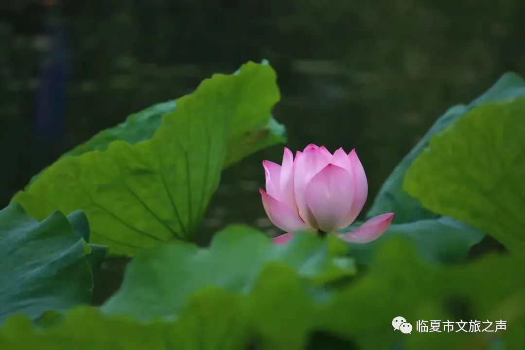 The little beauty of Linxia summer has been marked in these ancient ...