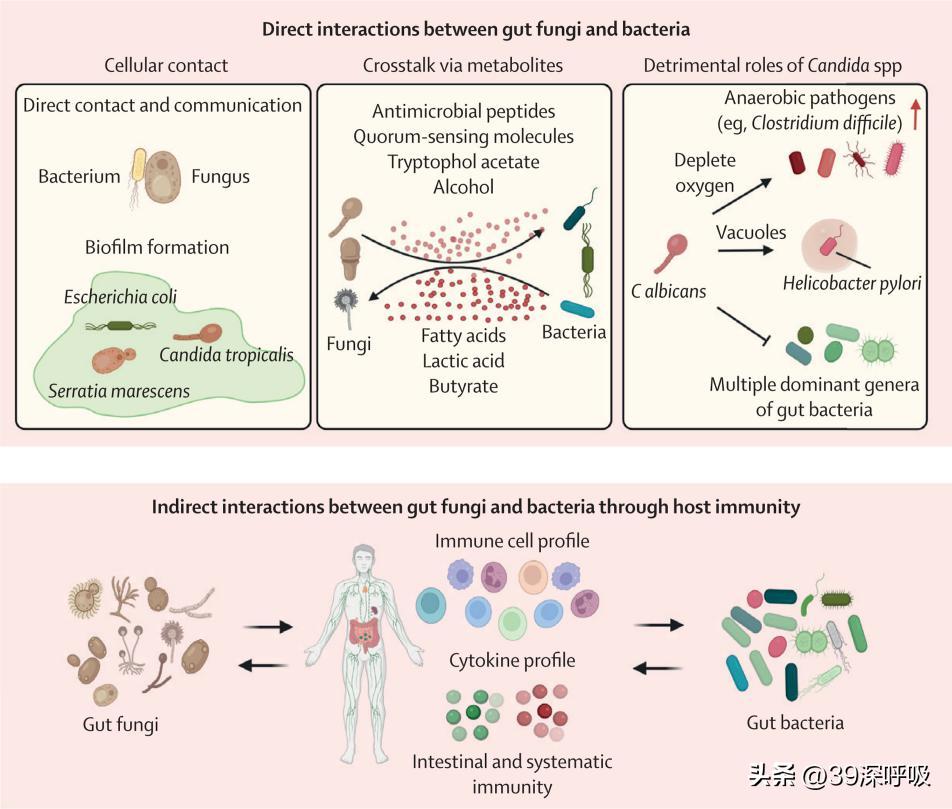 The Lancet: Intestinal flora plays an important role in the human body ...