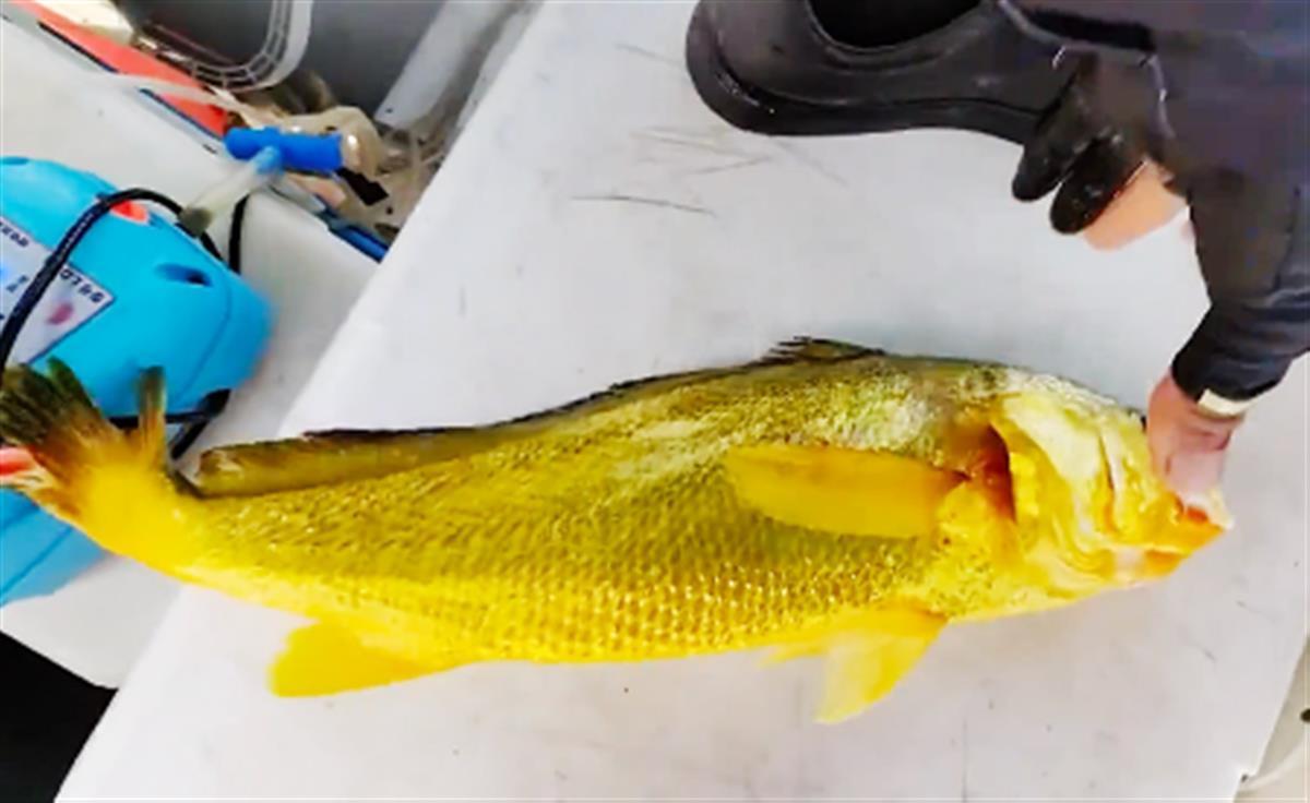 Tourists accidentally caught wild large yellow croakers. Netizens: It ...