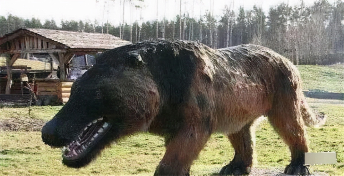 The "donkey-headed wolf" that disappeared for hundreds of thousands of ...