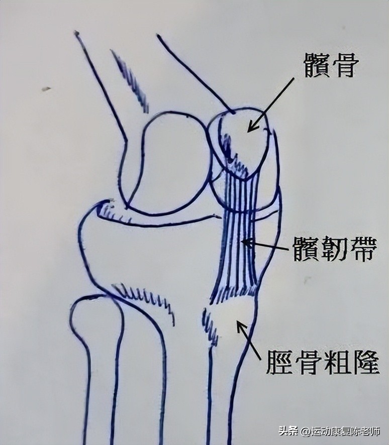 "Ribo Rehabilitation Science" autologous tendon?Allograft tendon ...