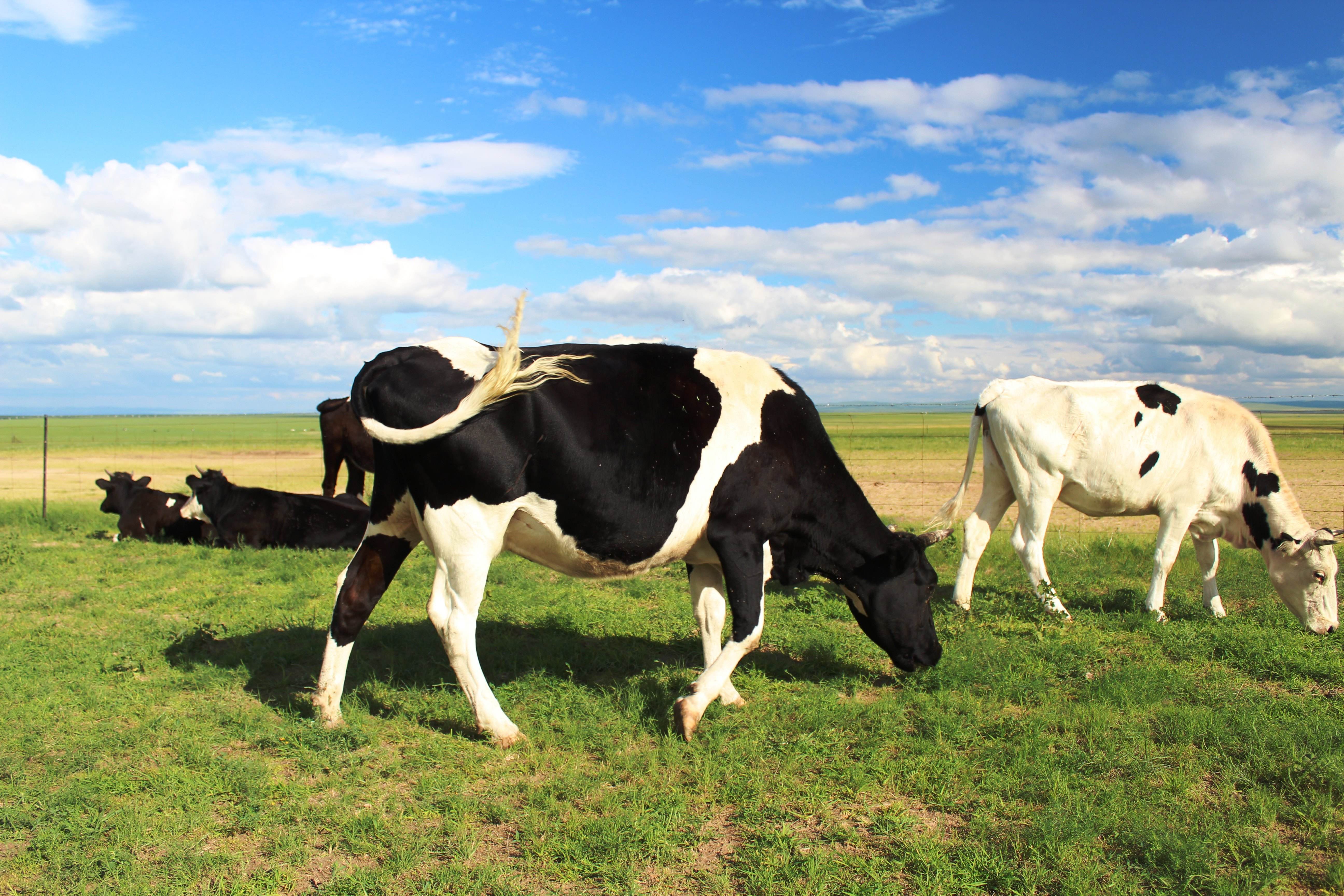 Why do people smell worse than pigs, cows, and sheep after death? - iNEWS