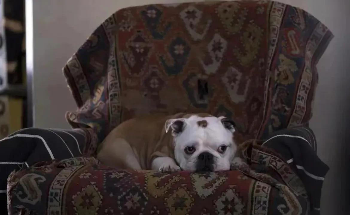 Poetry in the bland - iNEWS