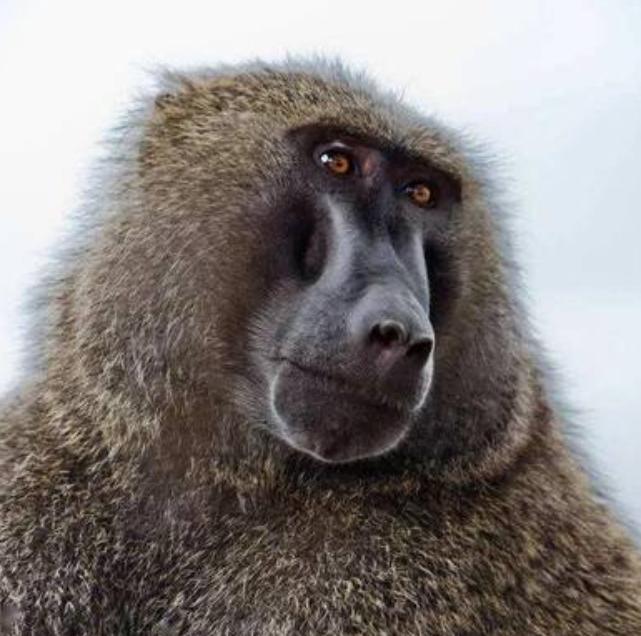 A breeder in Hubei rescued a seriously ill baboon. The breeder was ...