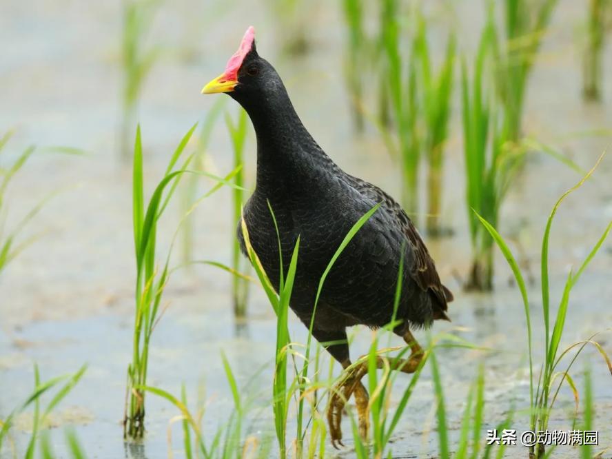 Species Encyclopedia: Dong Chicken - iNEWS
