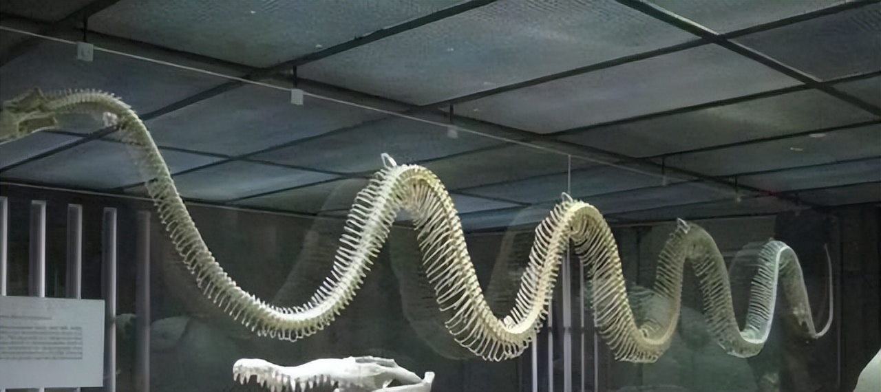 The ancestors of snakes originally had limbs, but now they have evolved ...