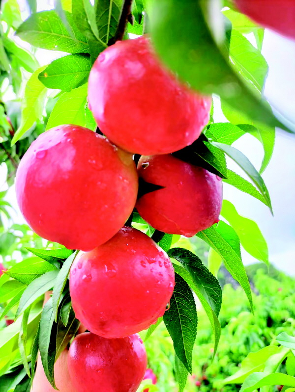 Many local seasonal fruits in Guilin are ripe! Check out this delicious ...