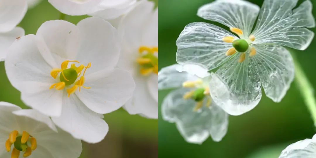 Transparent crystal flowers actually exist!Transform into water, have ...