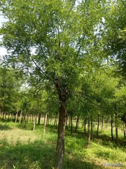 Native tree species popular science series 8 - Chinese pagoda tree: a ...