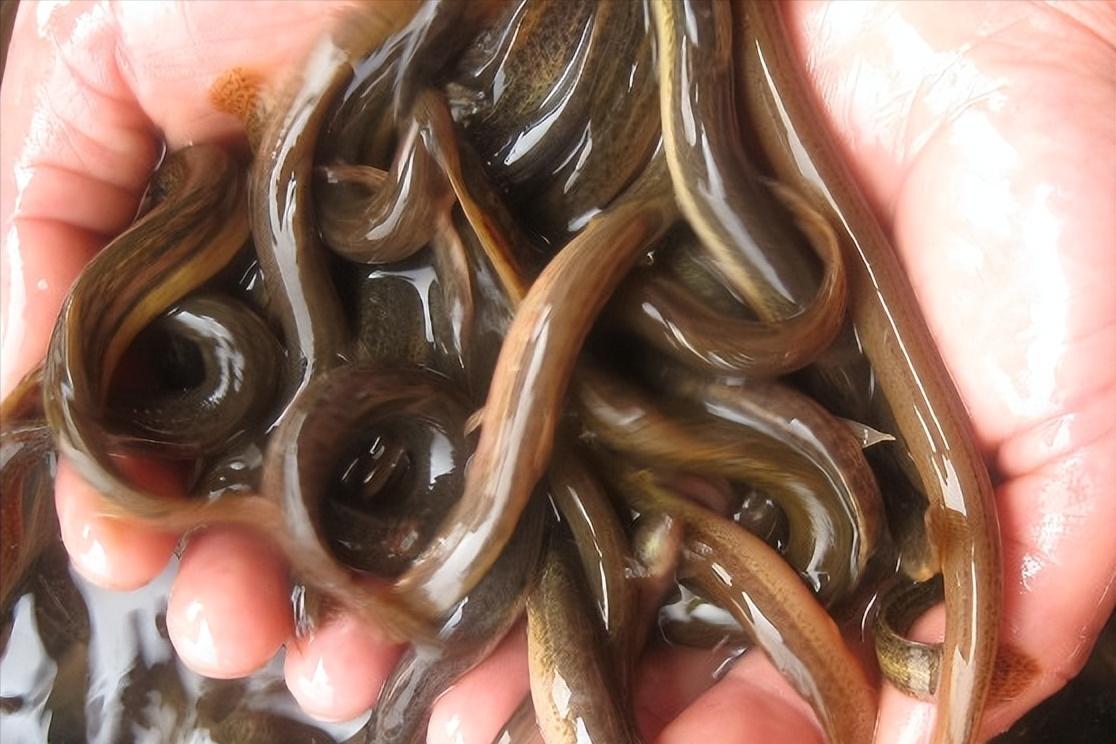 The growth environment of loach and the application of scientific ...