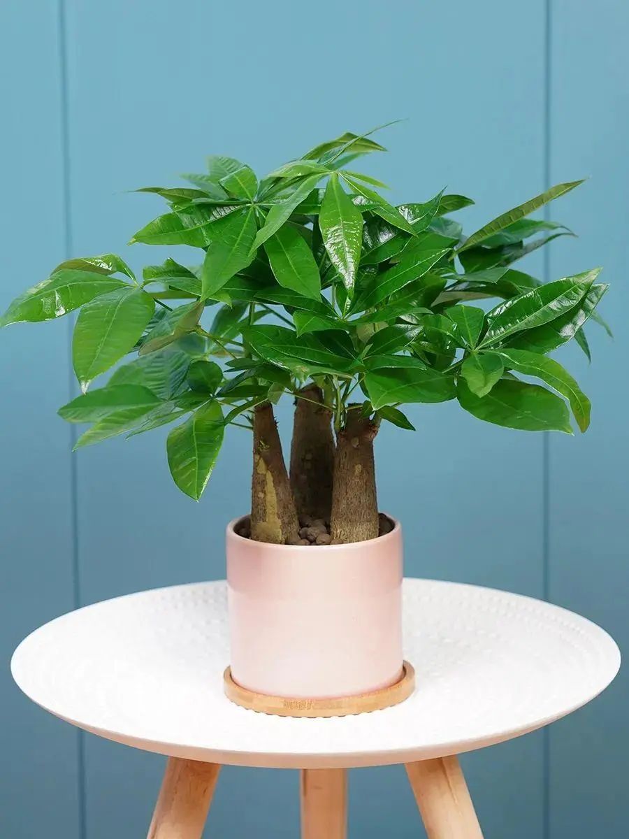 Don't throw away the rotten roots of the fortune tree!this will bring ...