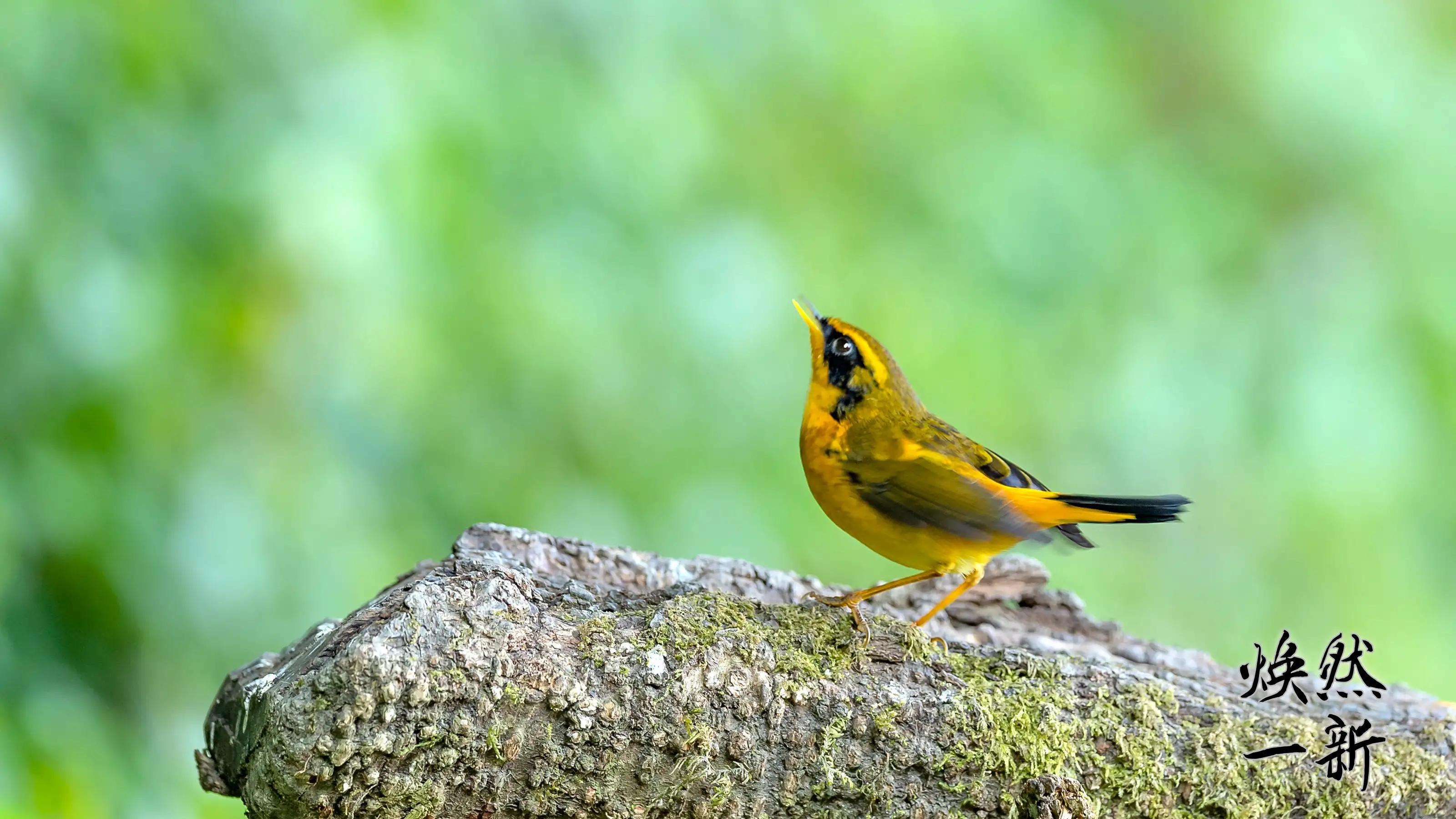 Golden robin 0774 - iNEWS