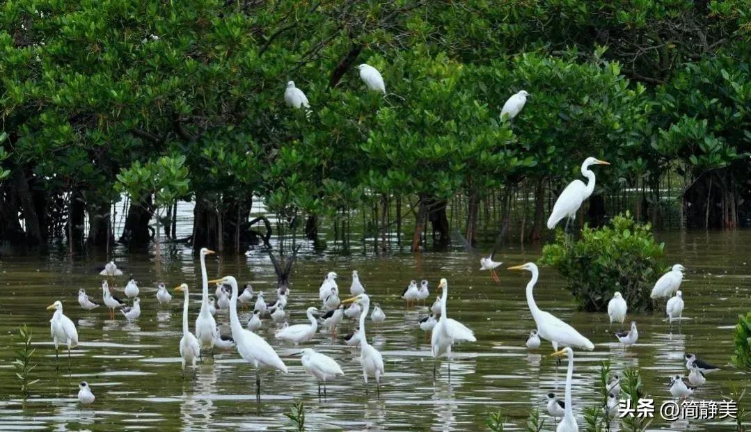 Let's learn about the mangroves of "Coast Guard" together! - iMedia