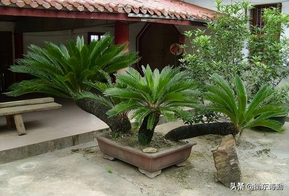 "The thousand-year-old iron tree blooms, and the ten-thousand-year-old ...