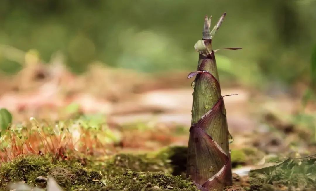 The delicacies of mountains and seas are not as good as bamboo shoots ...