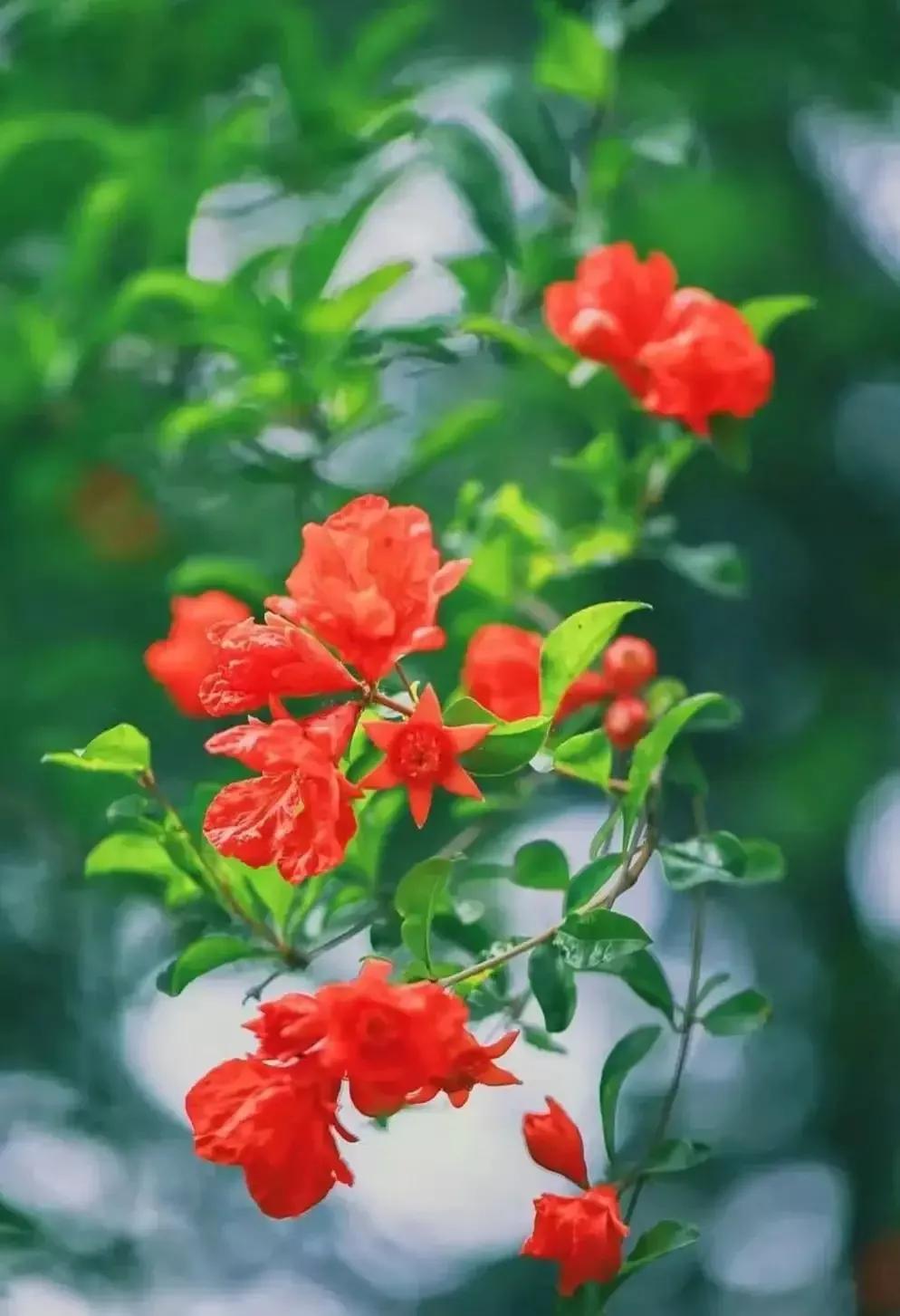 An ancient summer poem, with beautiful artistic conception, like a ...