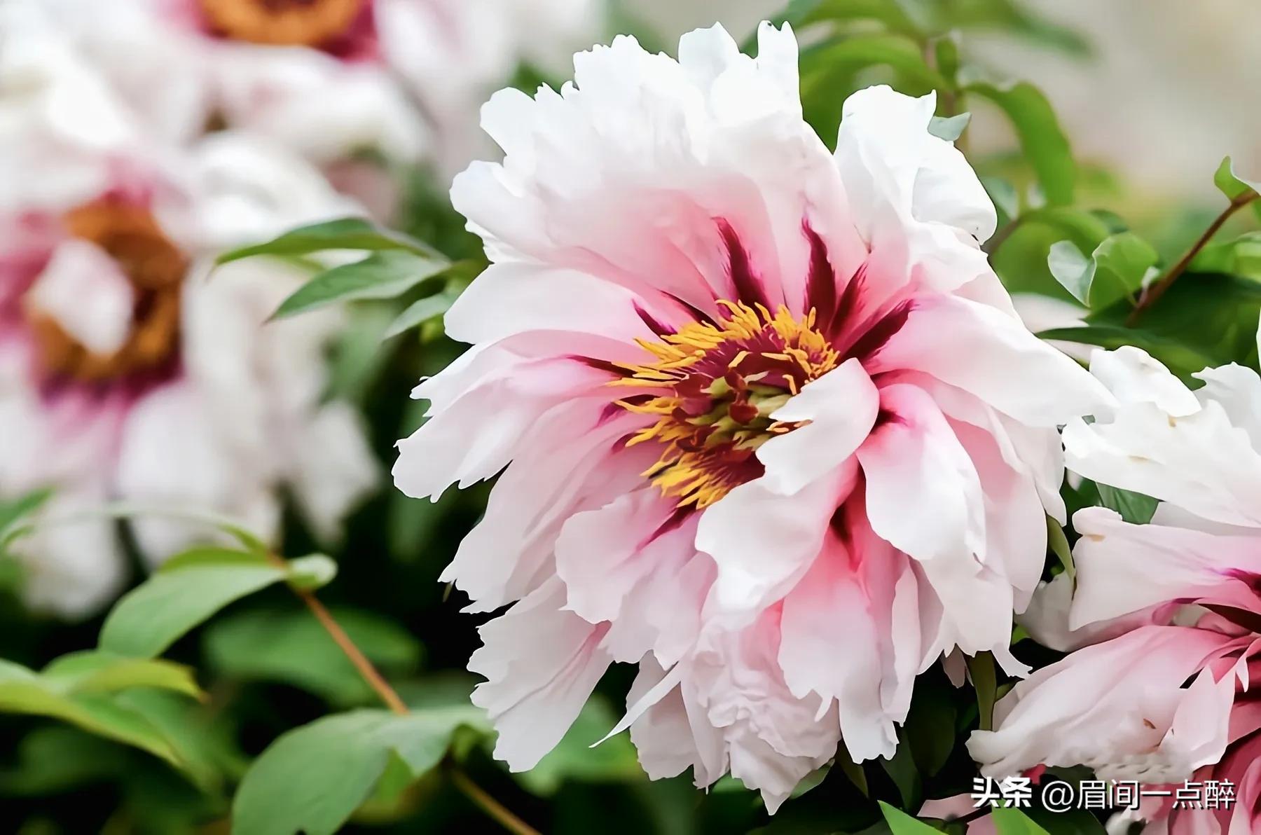 The guardian beyond the sea of flowers - learn about the mysterious ...