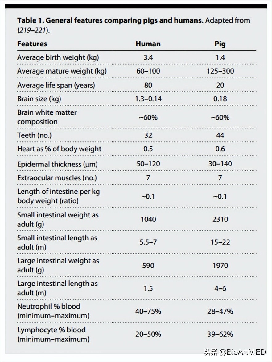 The importance of pigs as a biomedical model - iNEWS