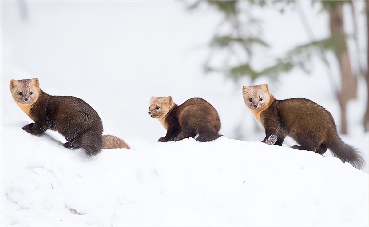 Sable, cute elf, treasure of Xinjiang! - iNEWS
