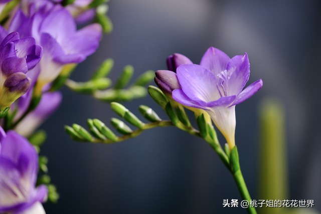 Promise me, you must buy a bouquet of freesia at home! it's worth it ...
