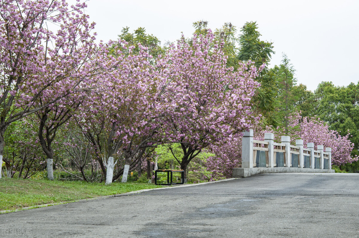 Cherry Blossoms in Chengdu - iNEWS