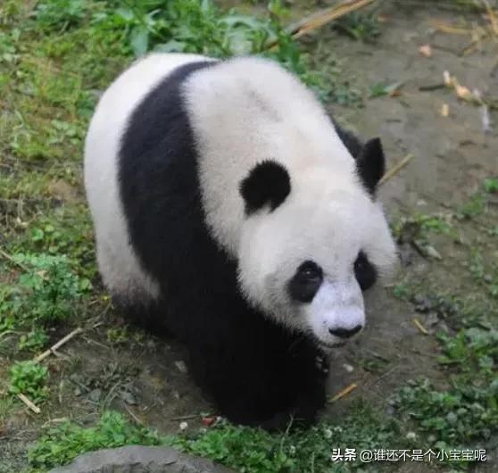 Meet a giant panda every day——Lin Bing, the daughter of Lin Hui, a ...