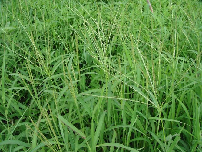 why the grass turns green - iNEWS