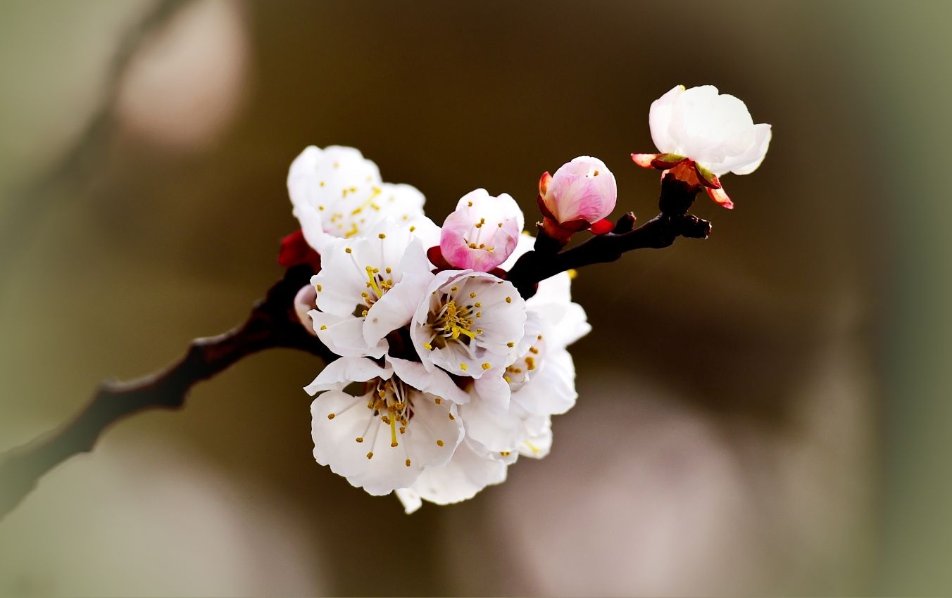 Twenty-five unpopular but astonishing plum poems are refreshing and ...