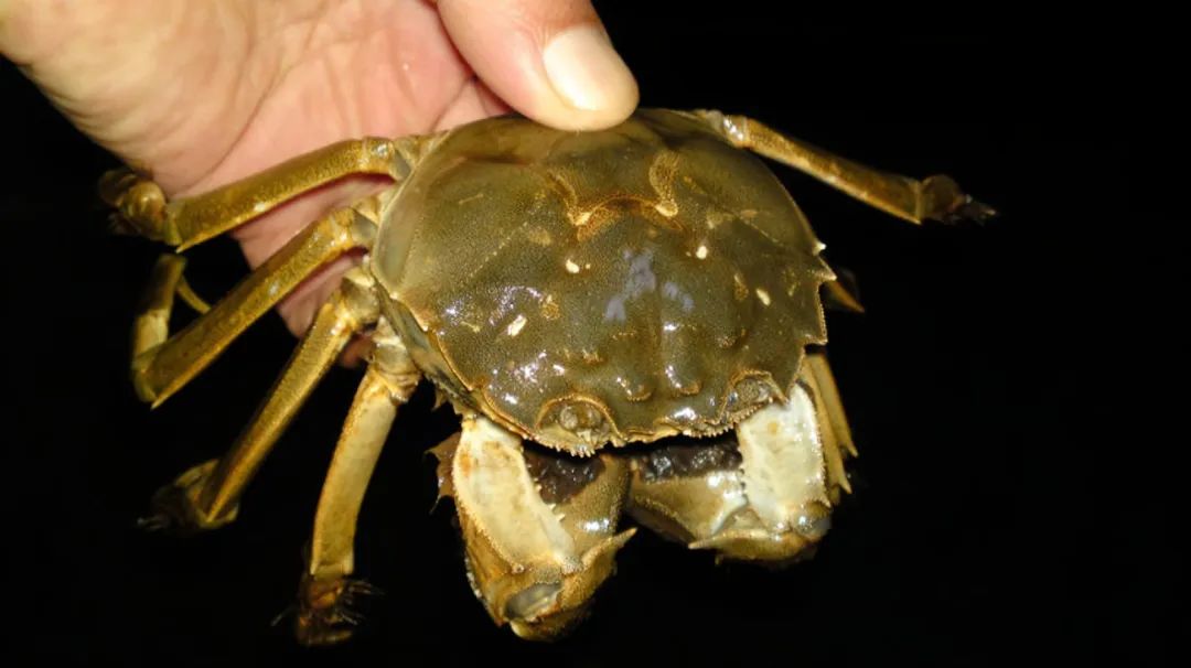 When buying crabs, it is wrong to choose big or small, old fishermen ...