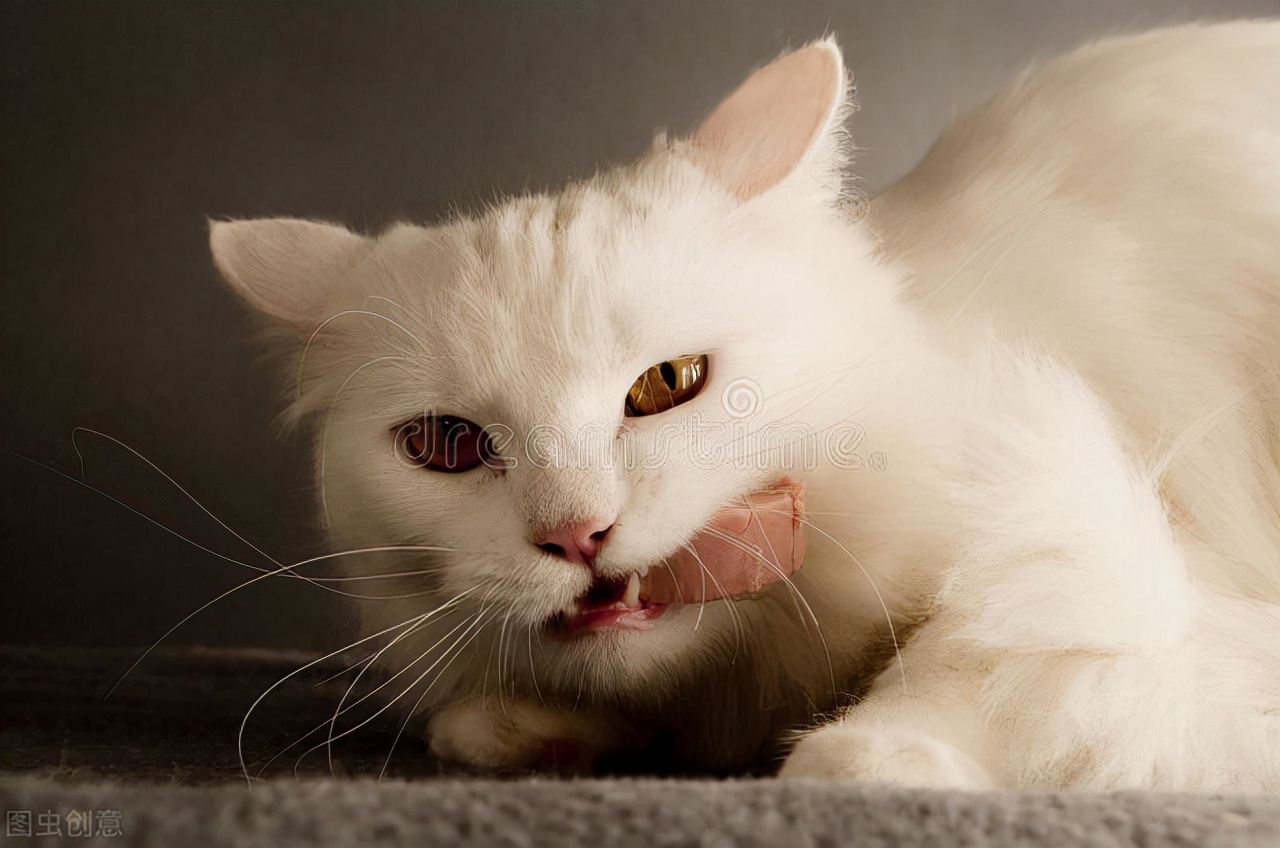 Should cats eat human food? - iMedia