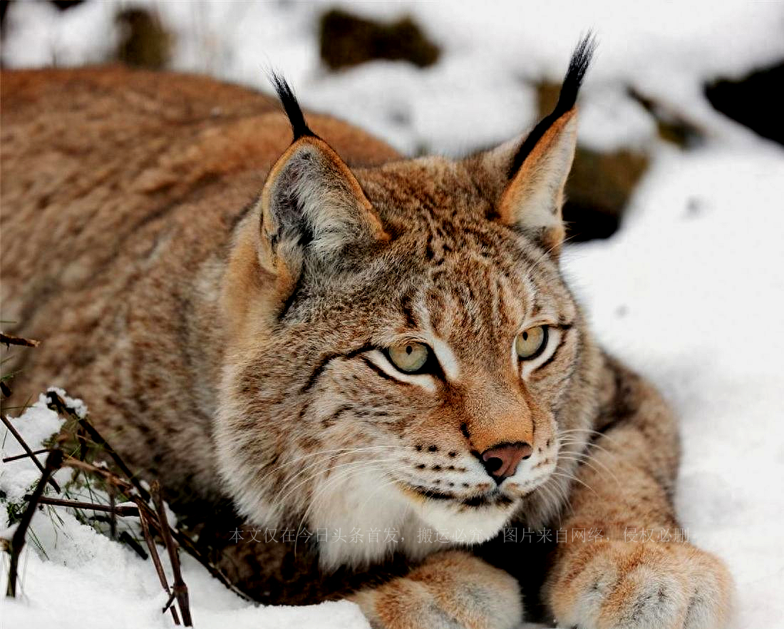 Lynx appears in Hengduan Mountain! During the day, a young wild boar ...