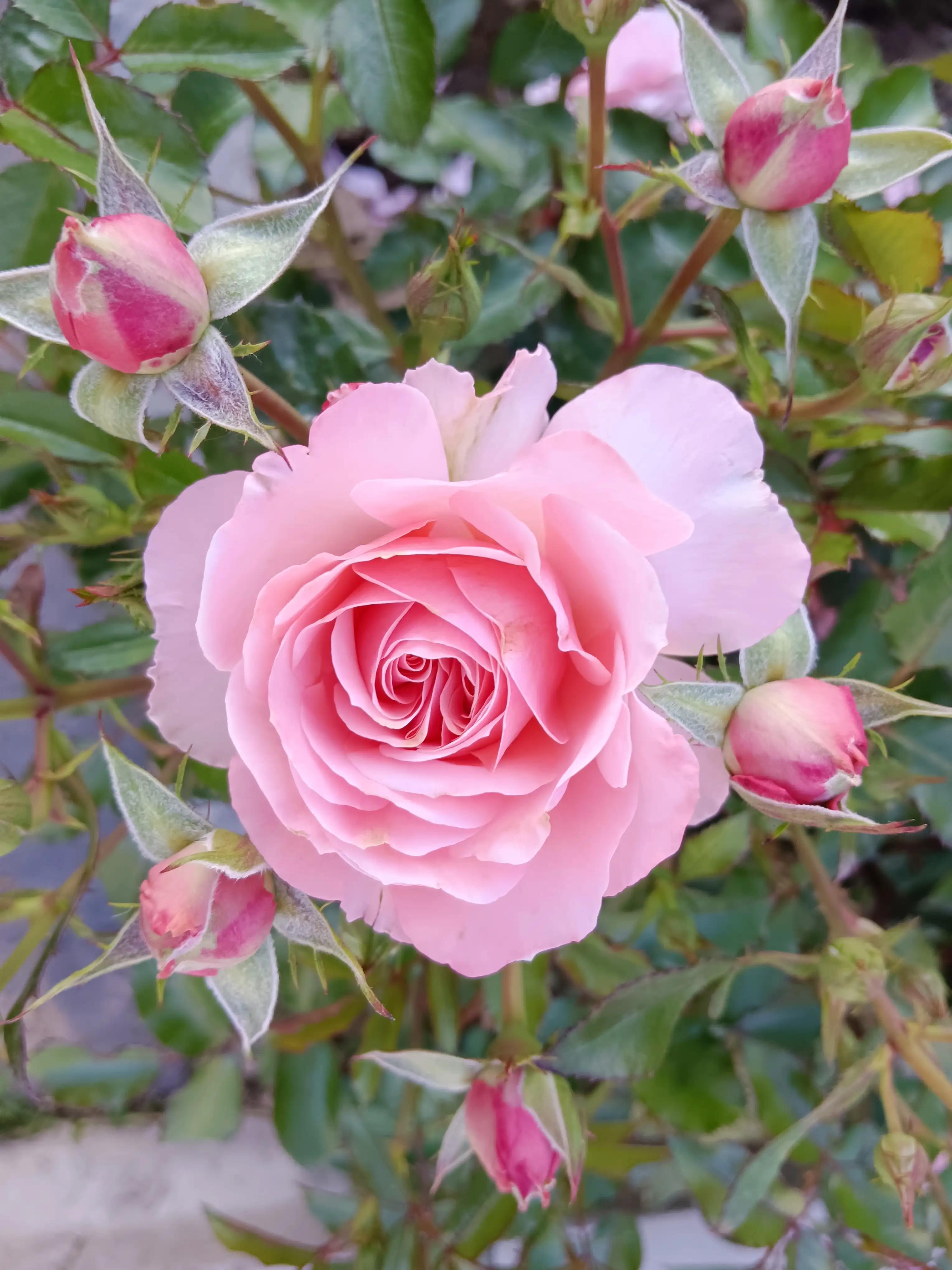 new flying flower order - iMedia