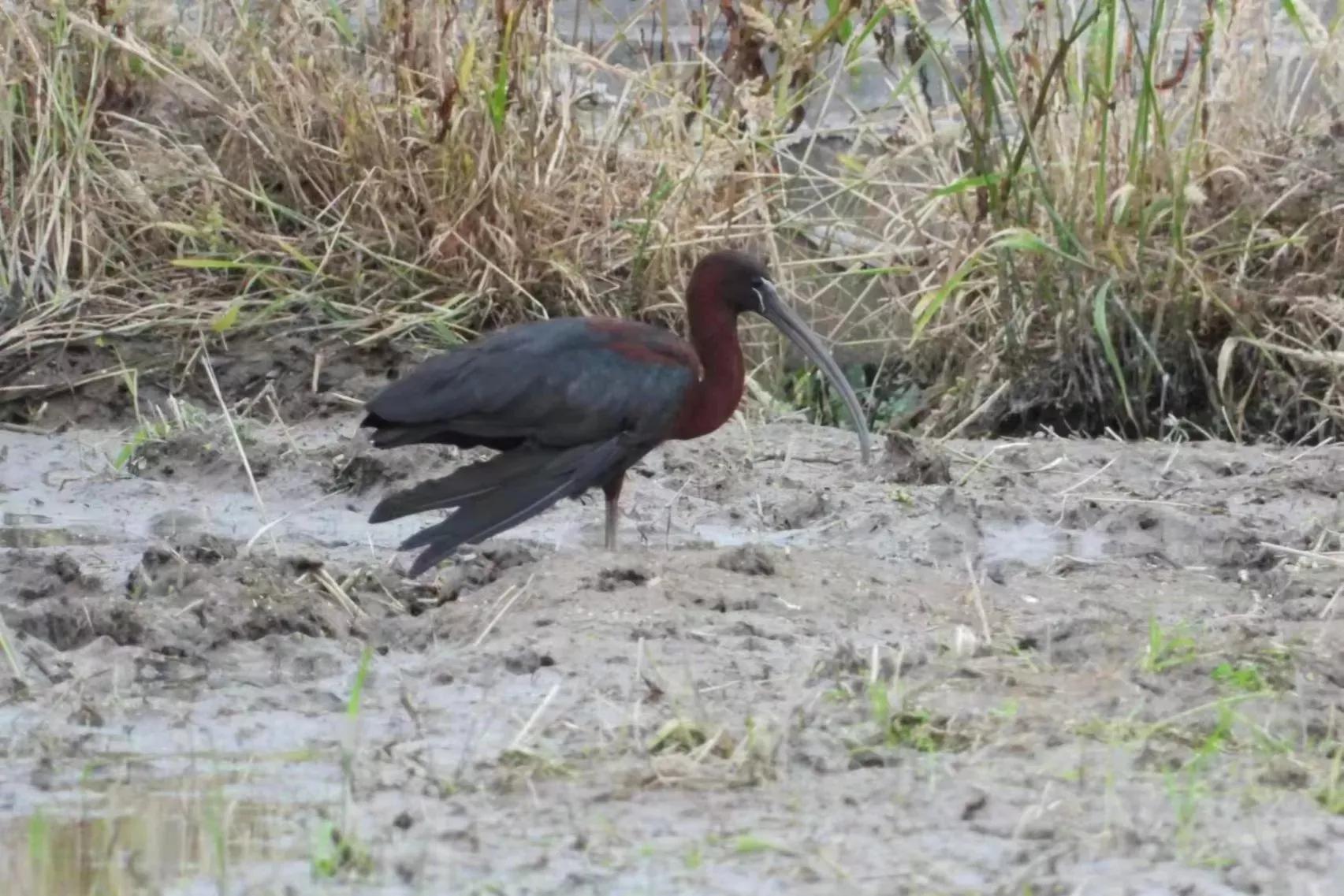 The colorful ibis, a first-class national protected animal, appeared in ...