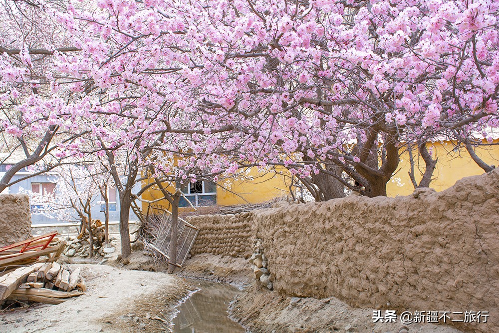 Xinjiang March Pamir Plateau Apricot Blossom Tour Itinerary - iNEWS