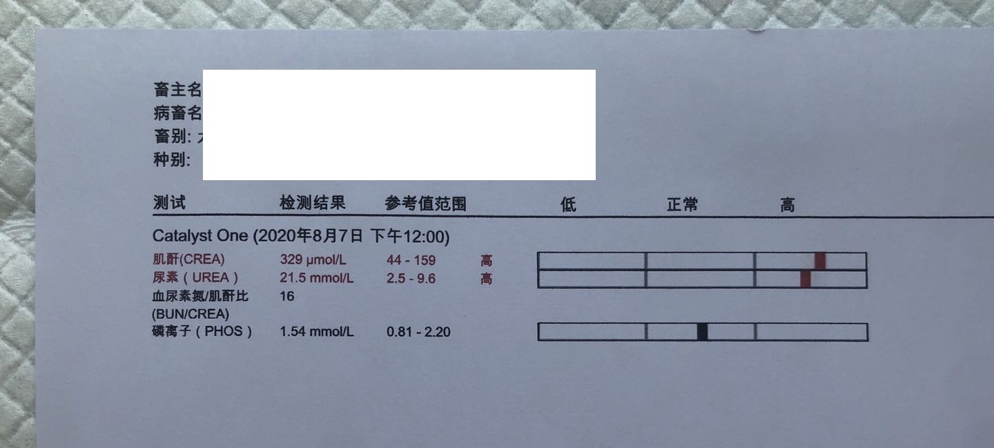 What to do with blood in cats and dogs? - iNEWS