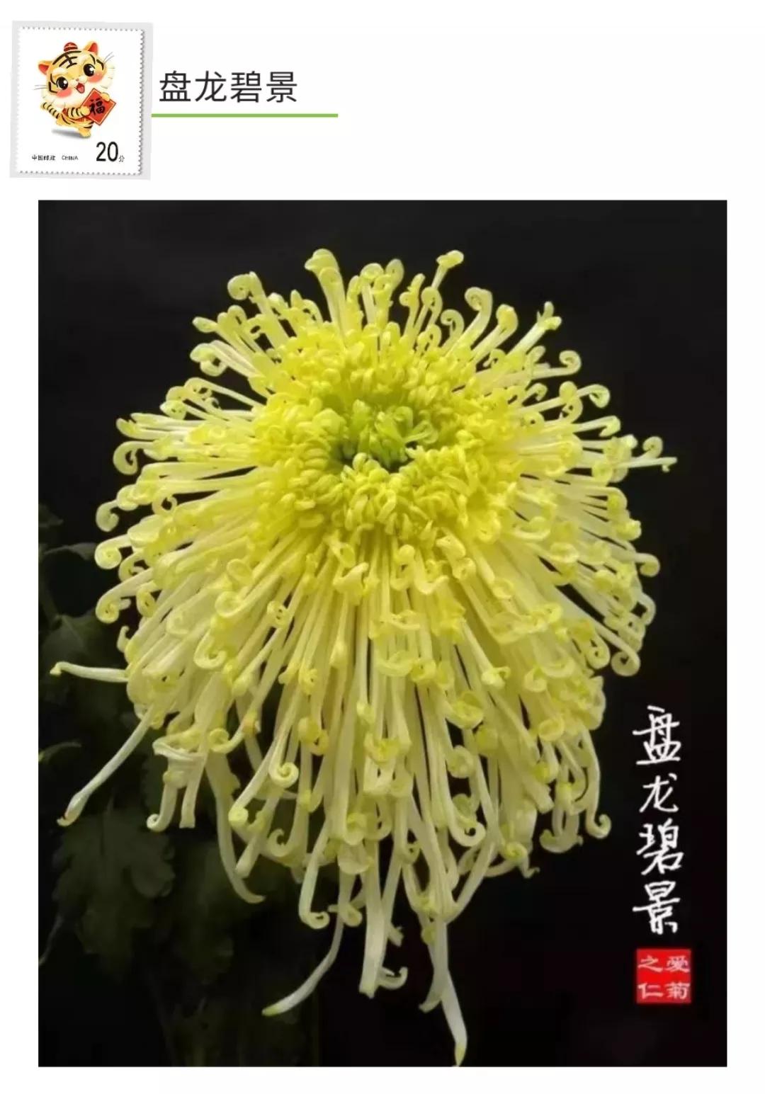 Chrysanthemum Poetry Appreciation - iNEWS