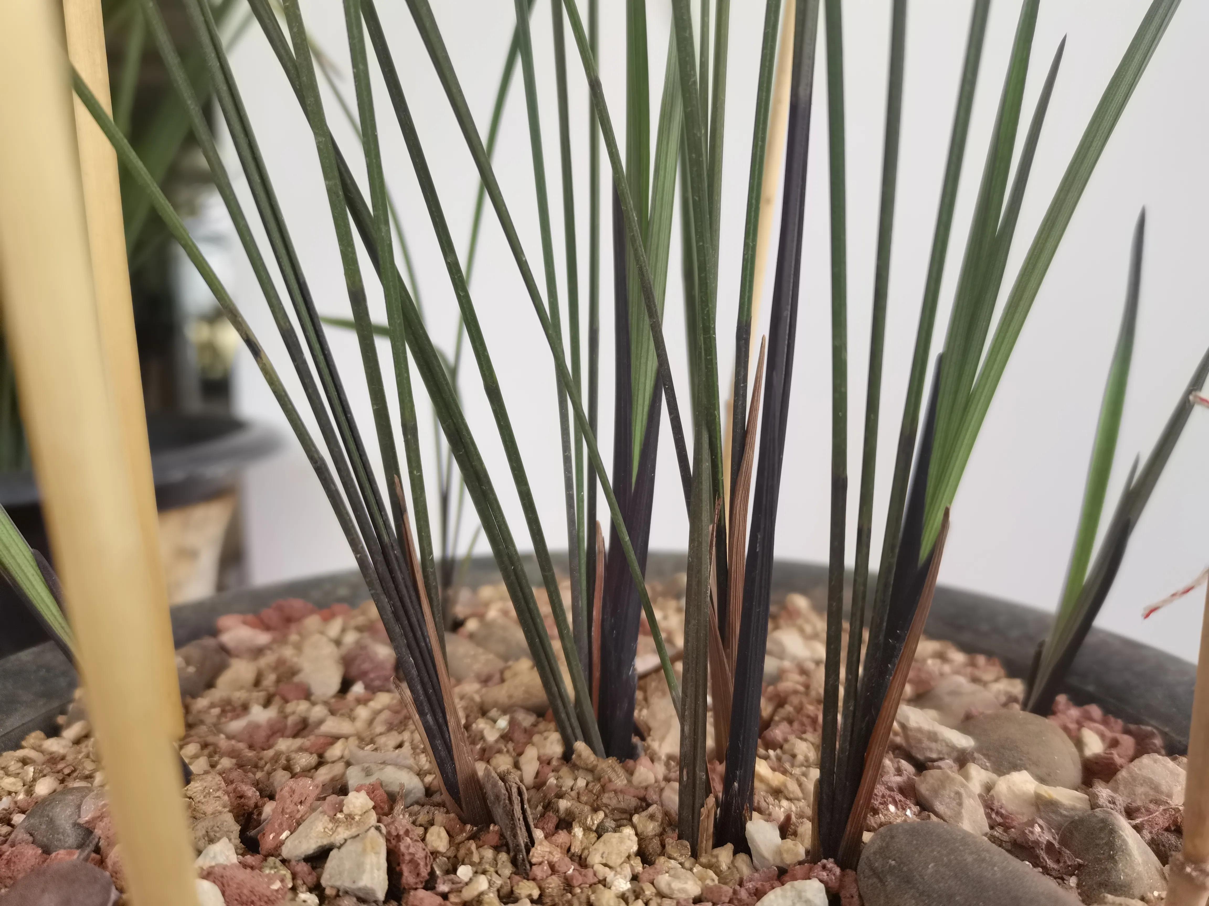 Yunnan orchid with hard stems - iNEWS