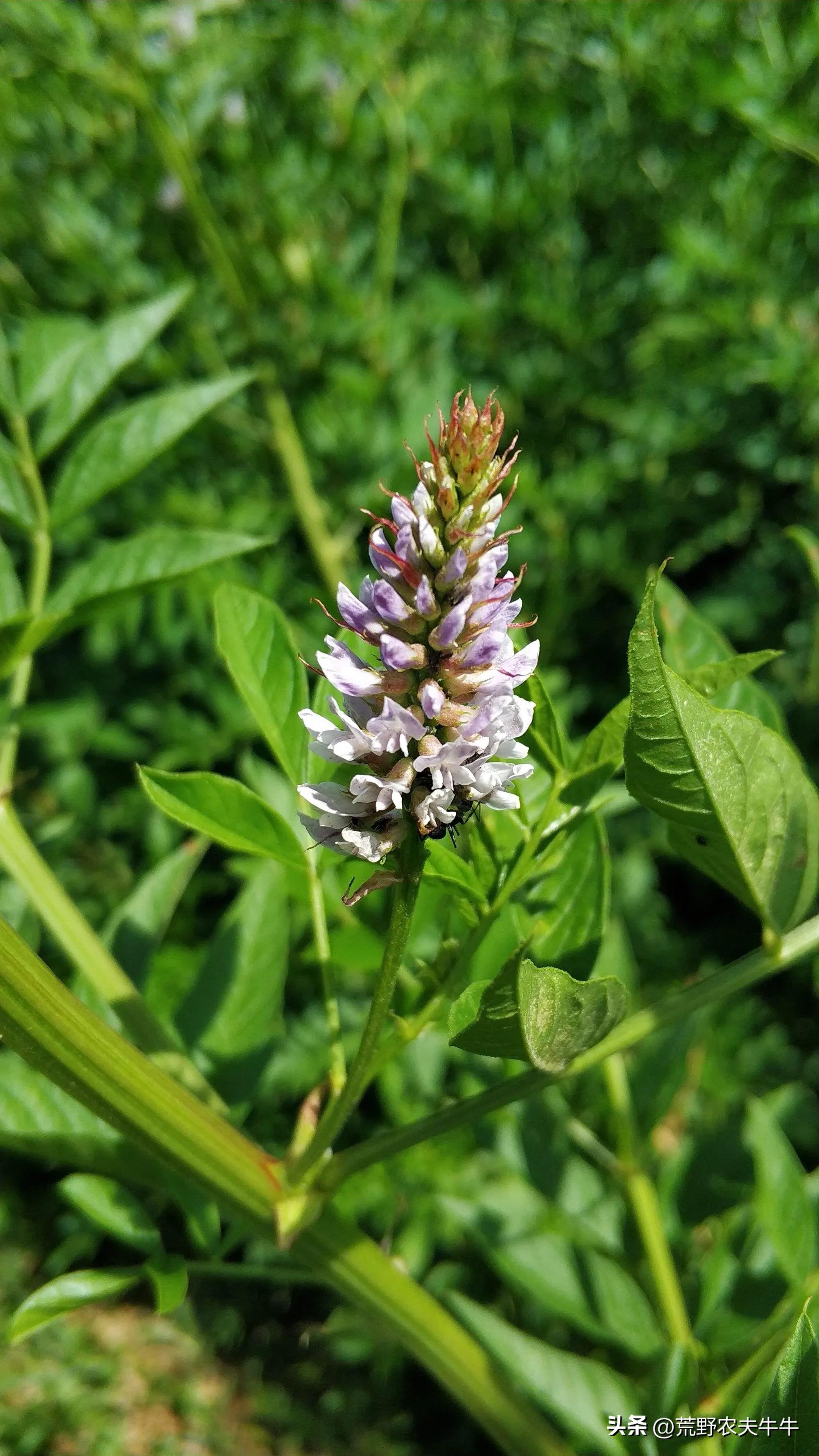 Licorice: Nature's Sweet Magic You Can't Miss - iNEWS