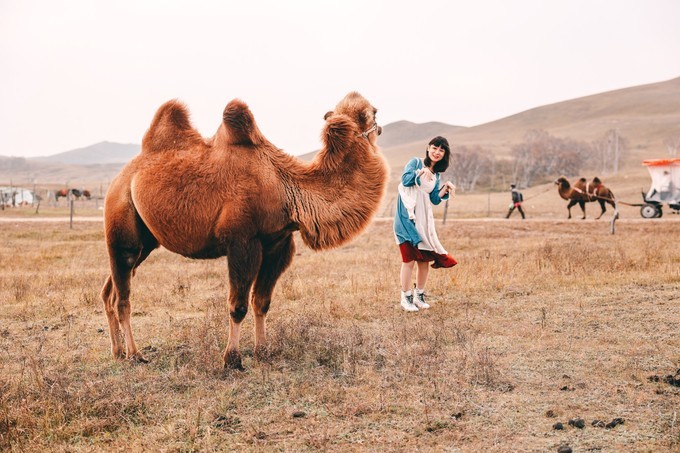 Dogs face the camel with respect - iNEWS