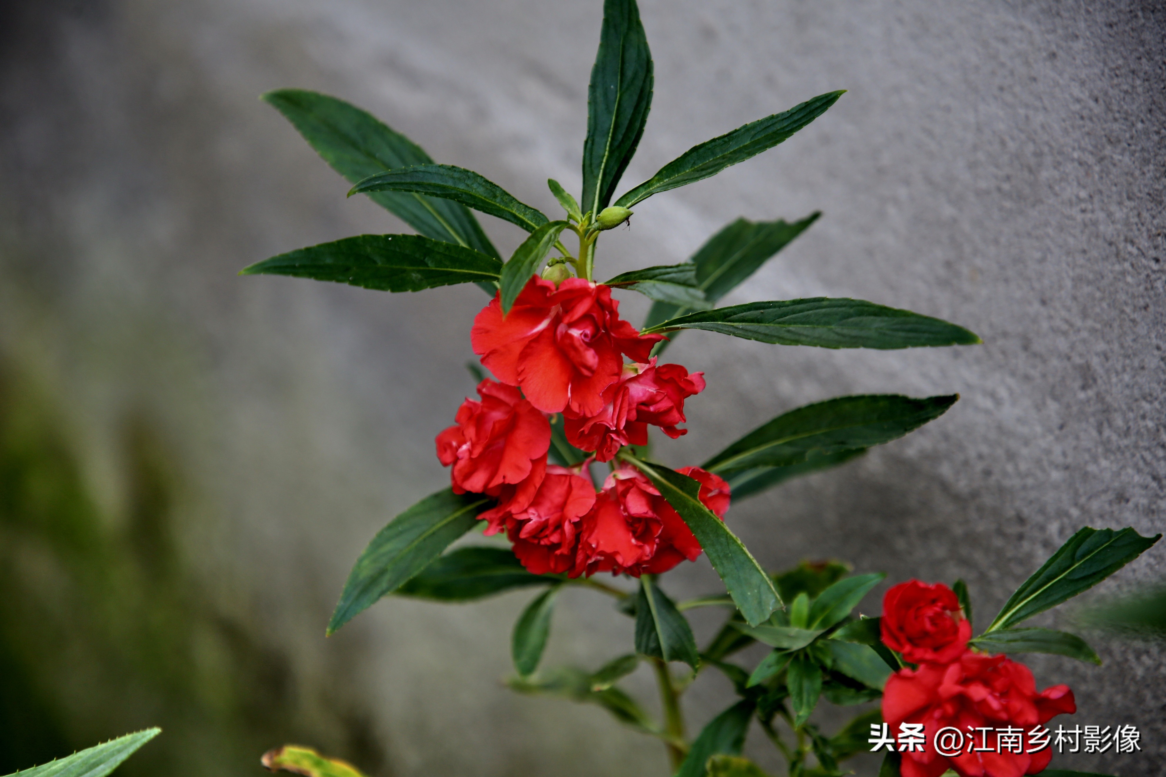 Frost drunk autumn flower brocade - iMedia