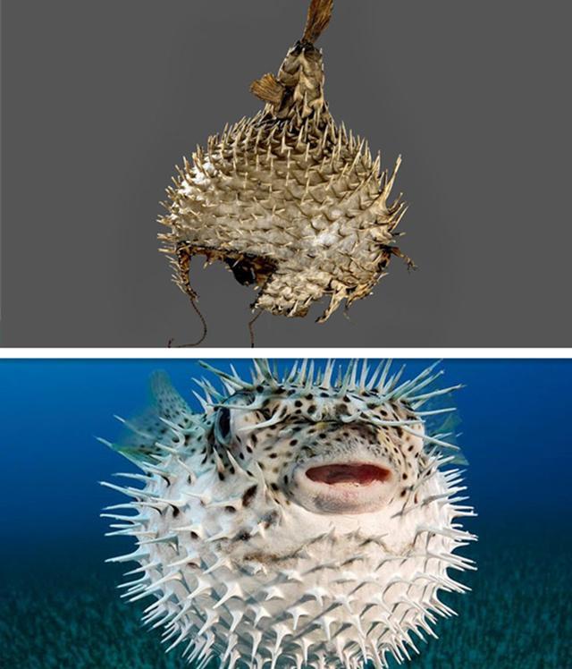 How about Kiribati warrior armor?Armor made of fish skin, armor woven ...