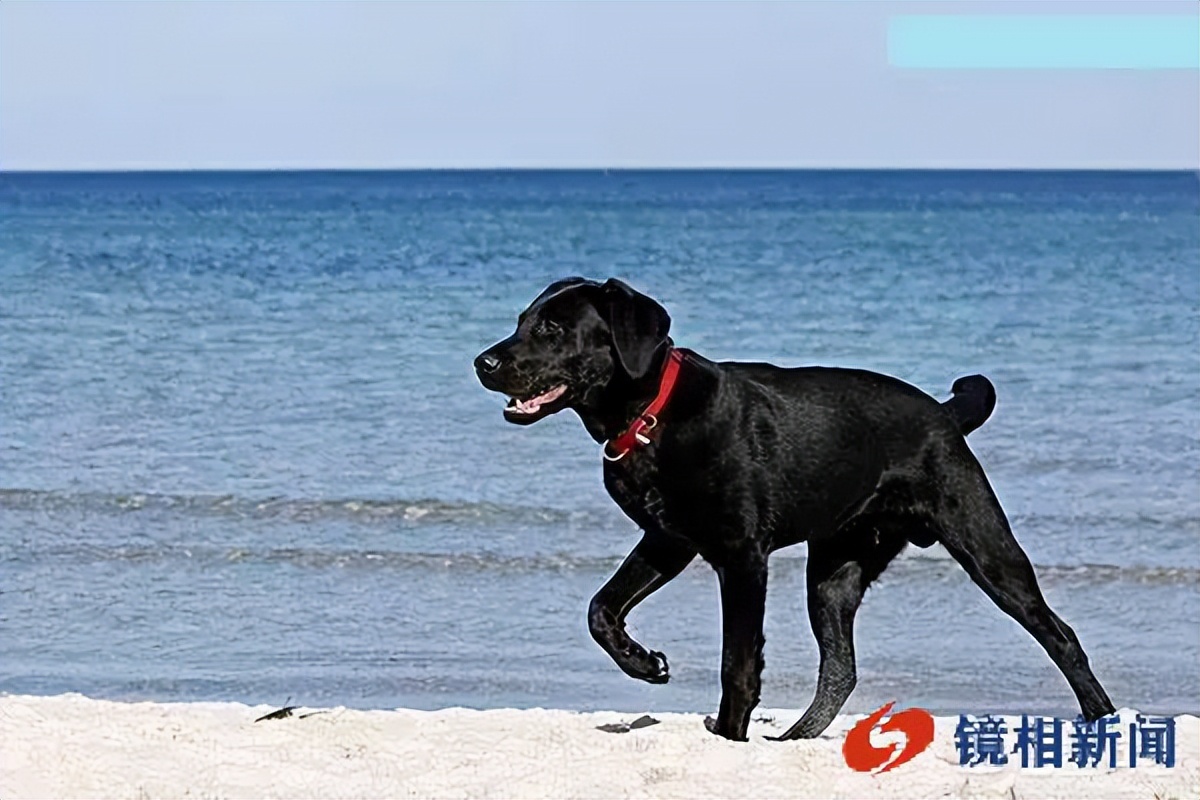 Joe Secu's dog: Colonel rank, lives in a villa, has a special car, only ...