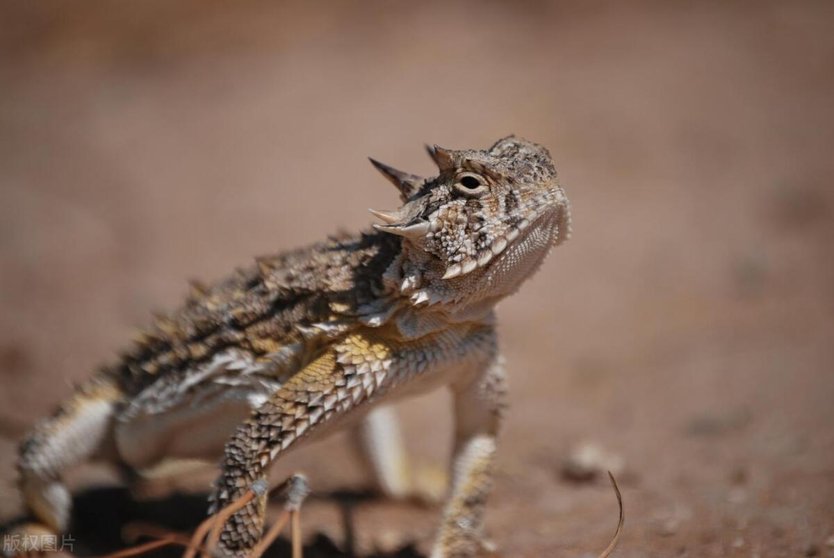 Blood is used as bullets, internal organs are used as meat shields, how ...