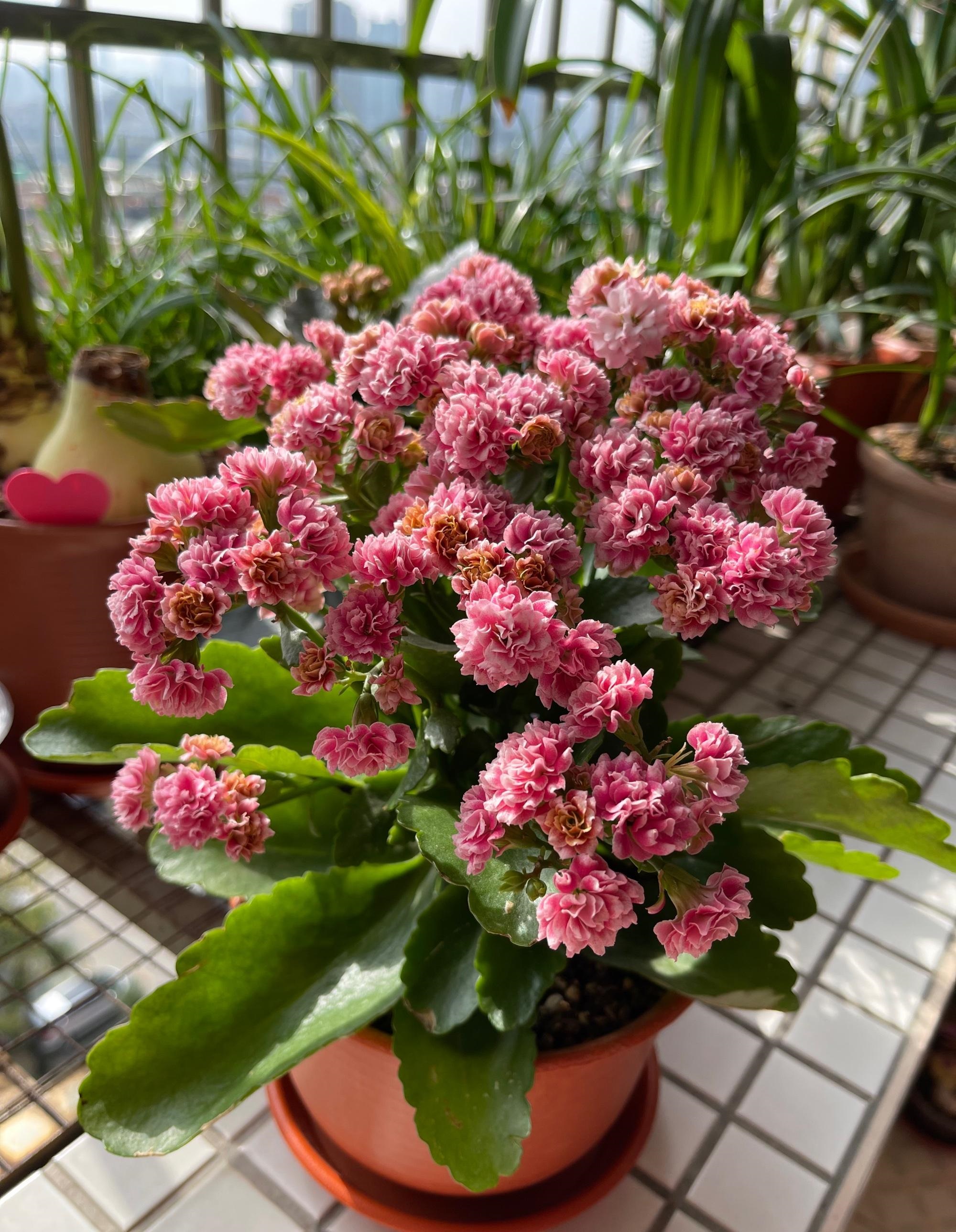 6 kinds of "immortal flowers", blooming vigorously, if you don't water ...